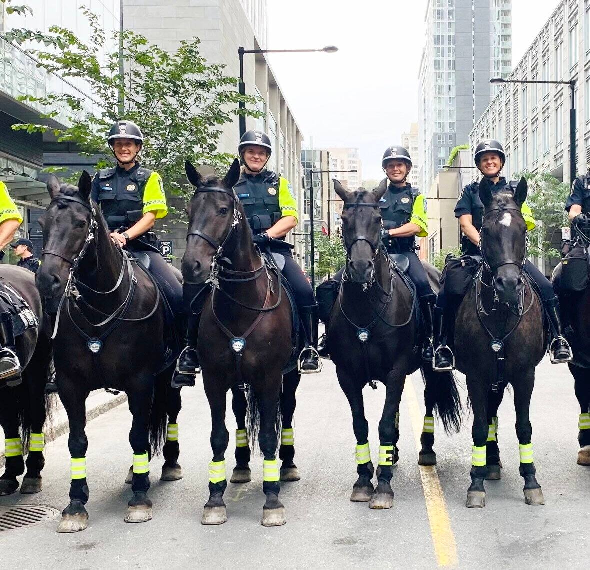 Voici ce que sont devenus les chevaux de calèche du Vieux-Montréal (et ...