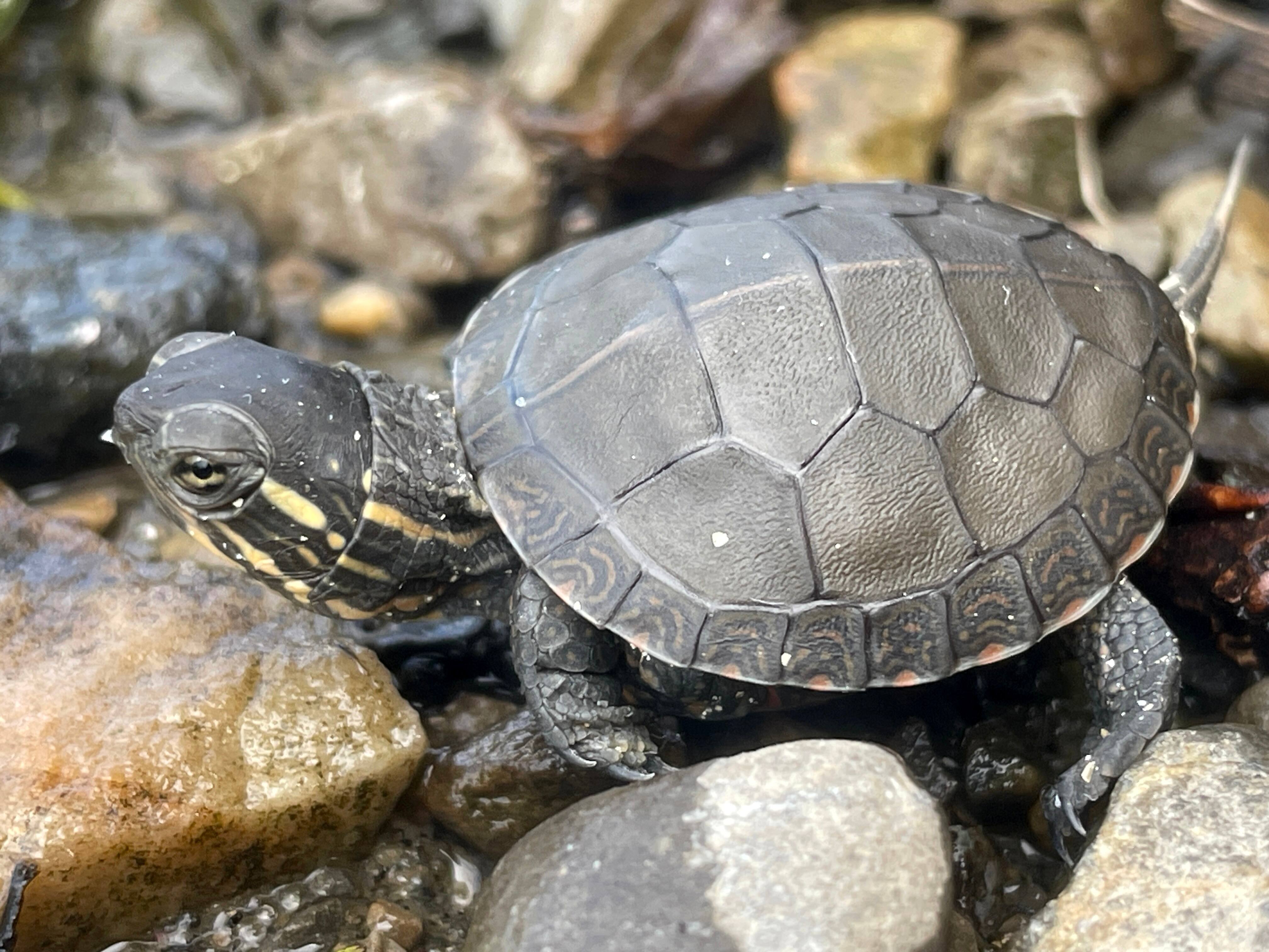 Des tortues sauvées par des techniciens animaliers sont libérées à Oka ...
