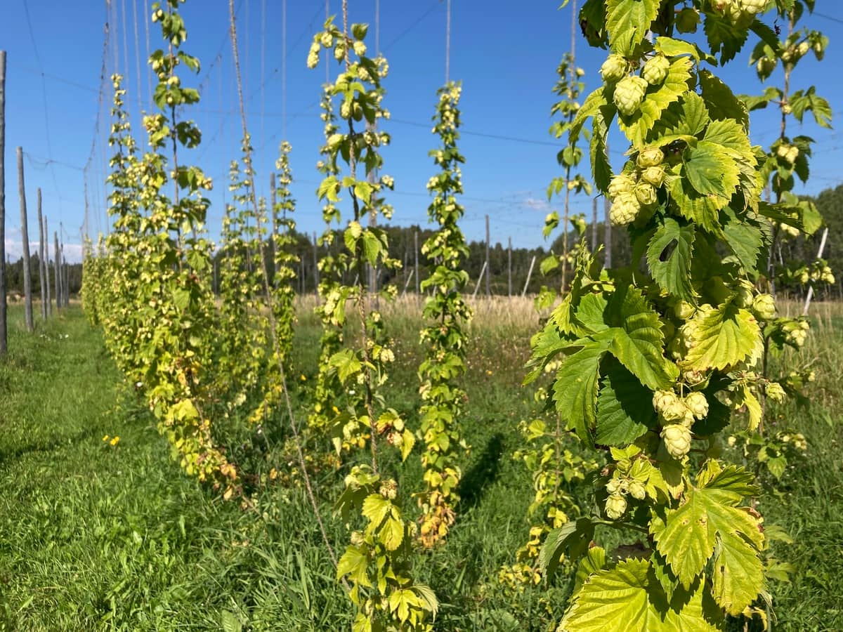 Culture du houblon sur la Côte-Nord: le défi relevé pour une deuxième ...