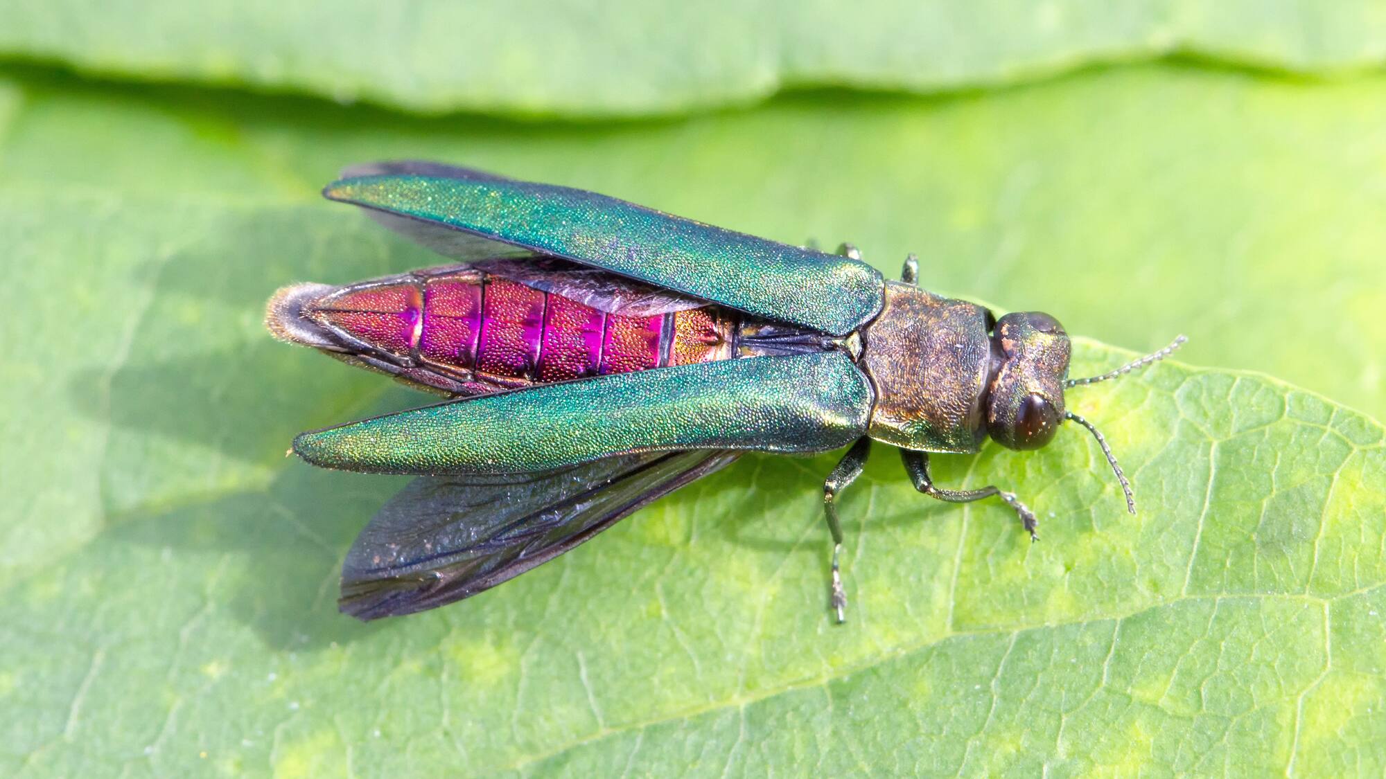 Voici les pires espèces exotiques envahissantes du Québec | JDM