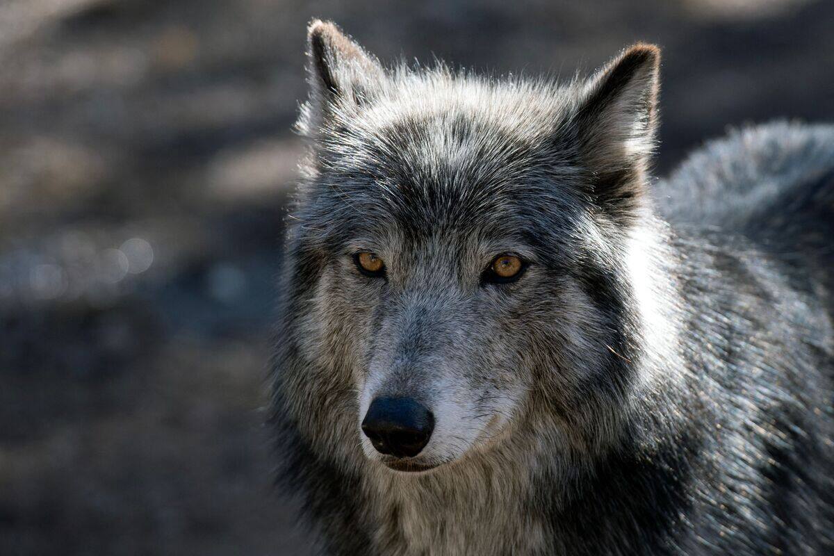 Loup empoisonné avec un gigot bourré d’insecticide: trois hommes ...