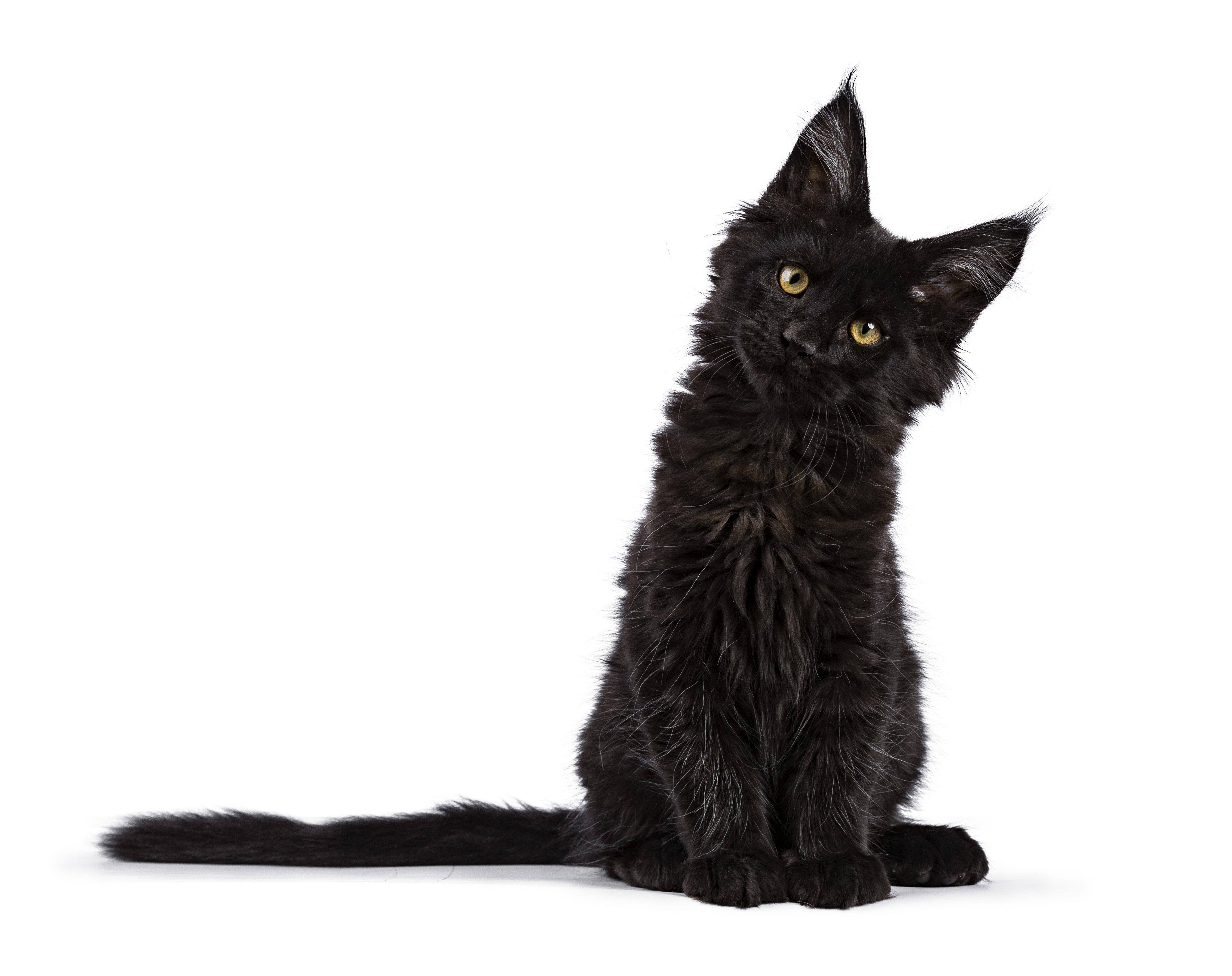 Superstitieux? | Le Journal de Montréal