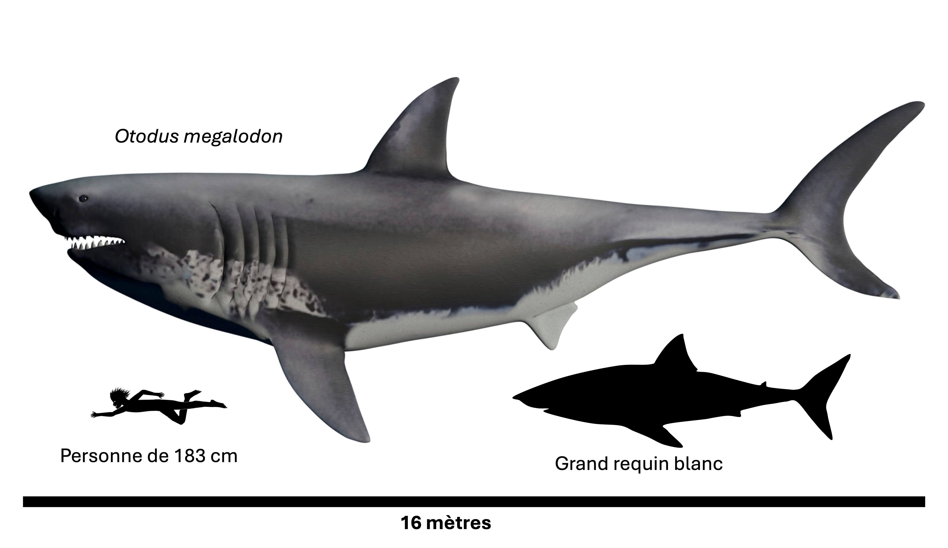 Nouvelle découverte scientifique: des mégalodons ont bel et bien nagé ...