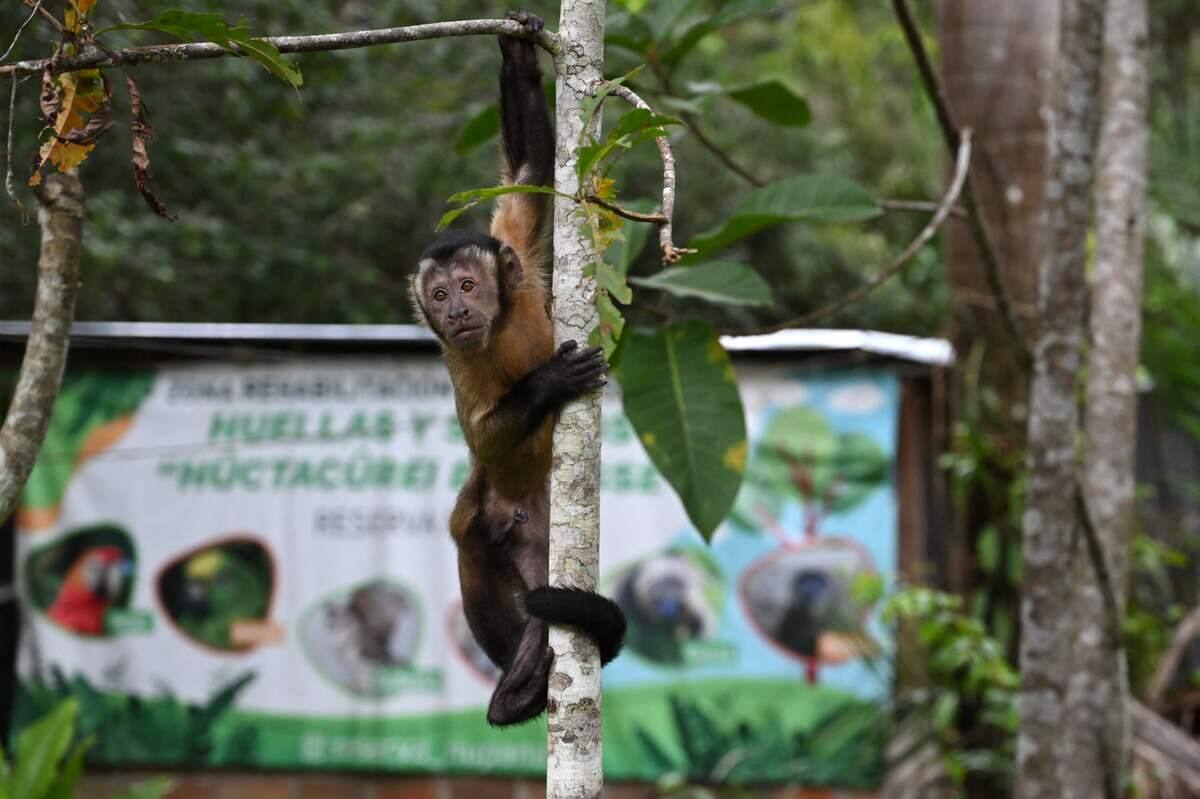 Déforestation de l'Amazonie: une réserve familiale vient en aide aux ...