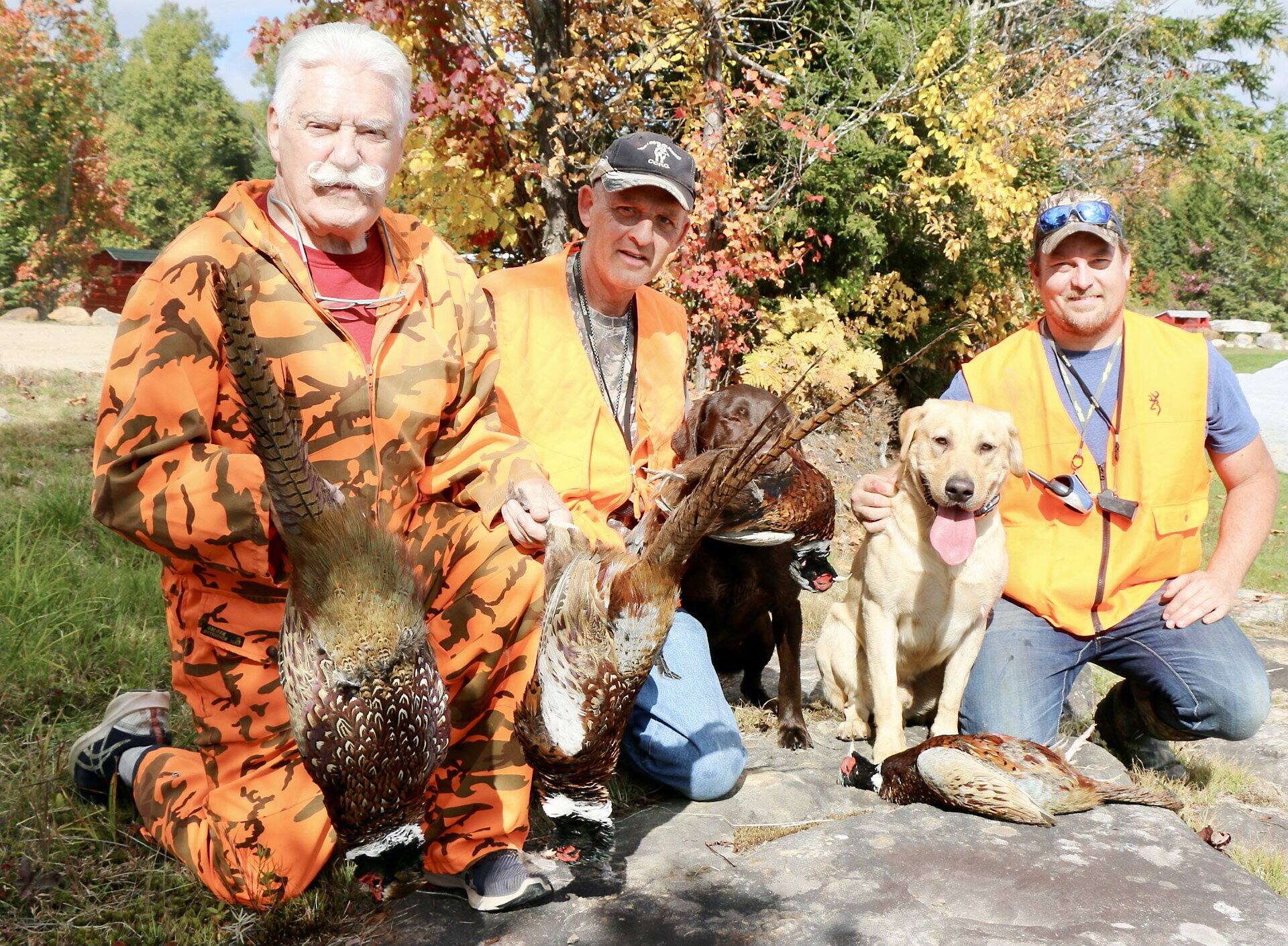 Une chasse au faisan facile et dans des conditions idéales | JDQ