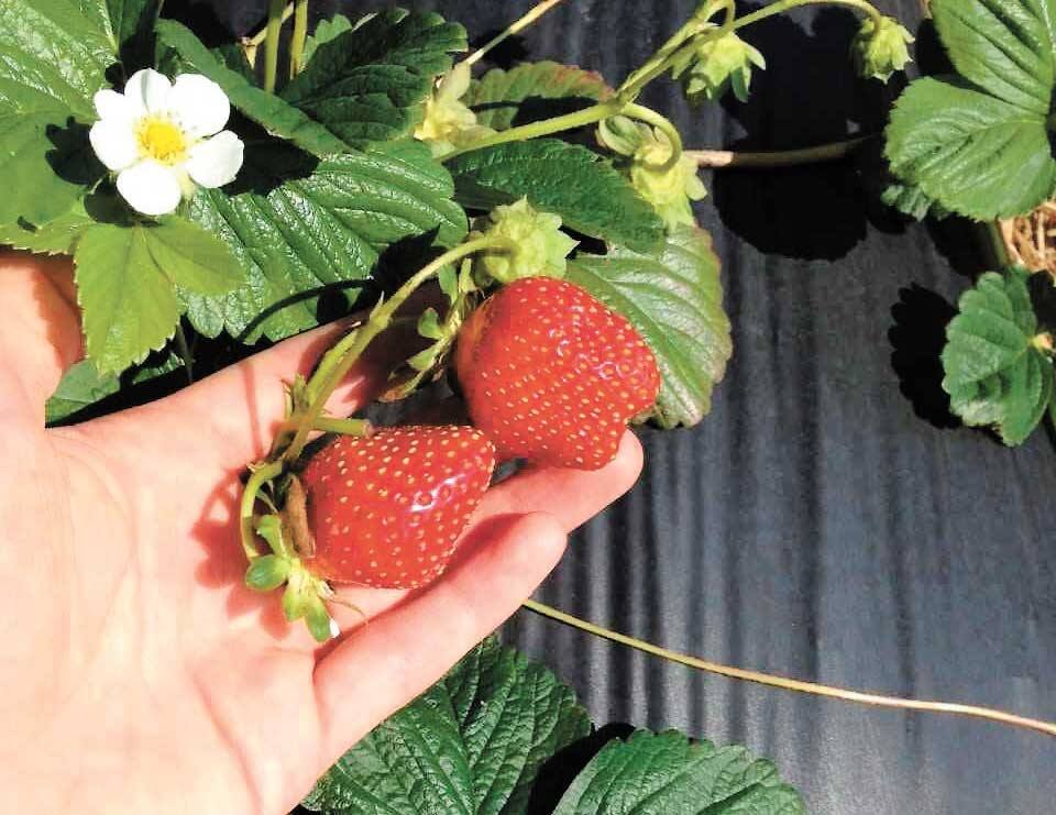 Les fraises du Québec sont en avance | JDQ