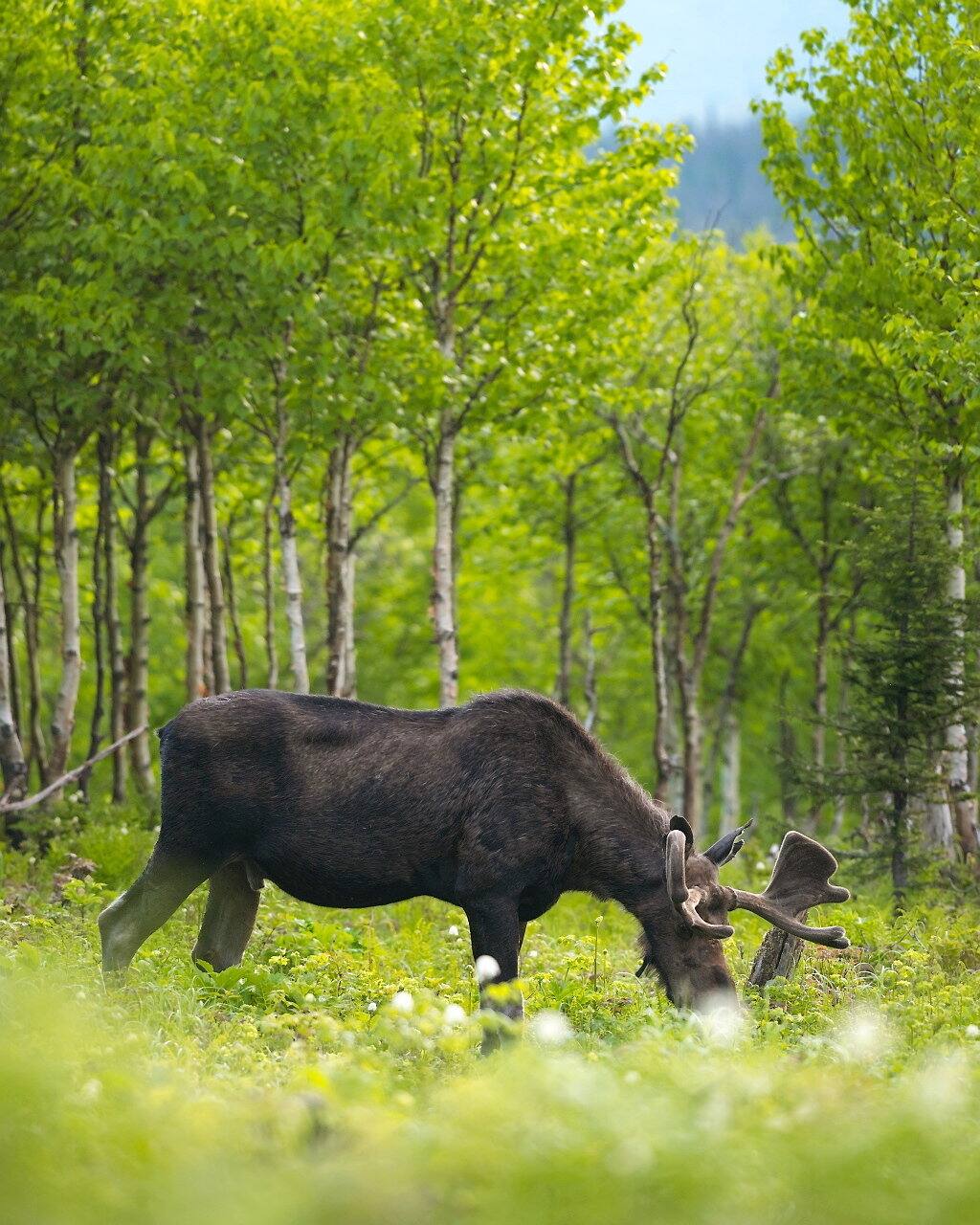Il y a toujours des orignaux dans les forêts québécoises | JDQ