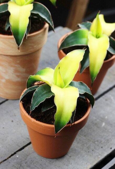 La sansevière, la plante la plus facile à cultiver! | JDM