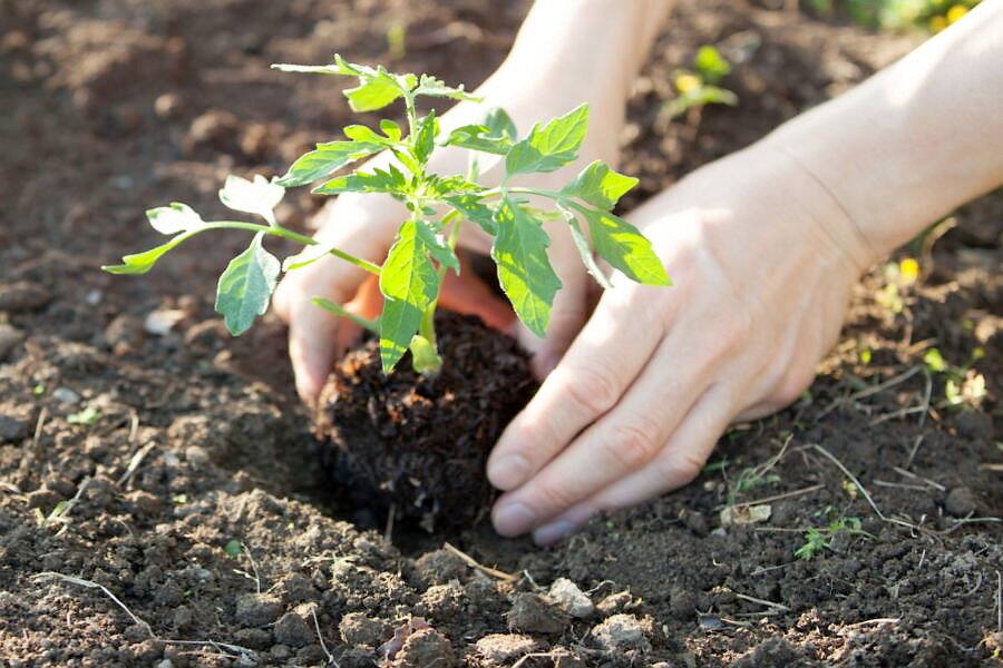 Amender sa terre avec du compost: lequel choisir et quand l’ajouter | JDM