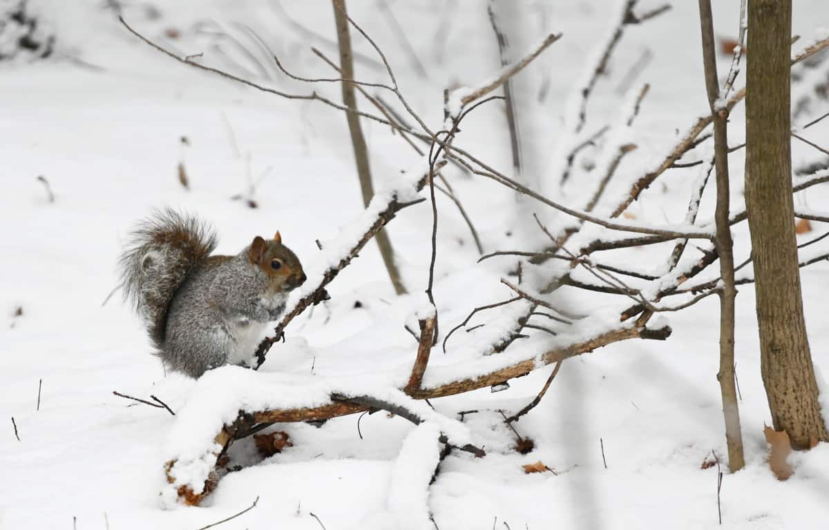 Jusqu’à 40 cm de neige tombés dans certaines régions du Québec | JDM