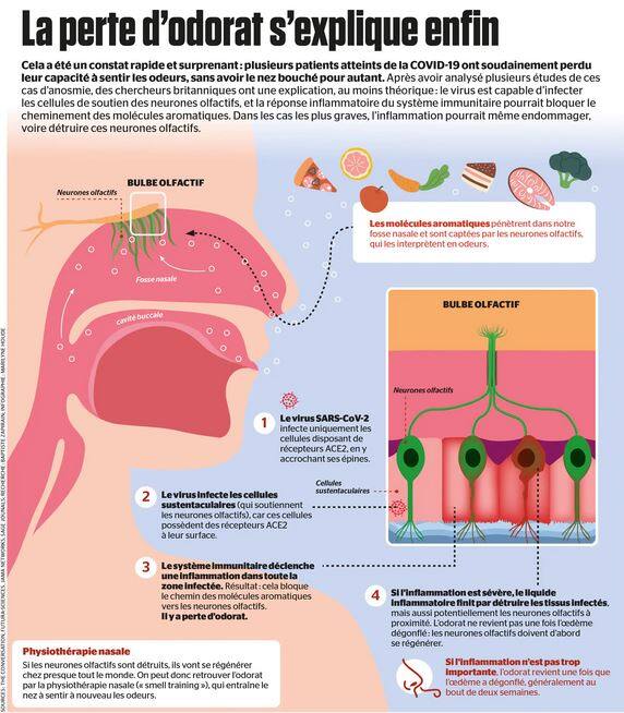 La perte d’odorat s’explique enfin! | TVA Nouvelles