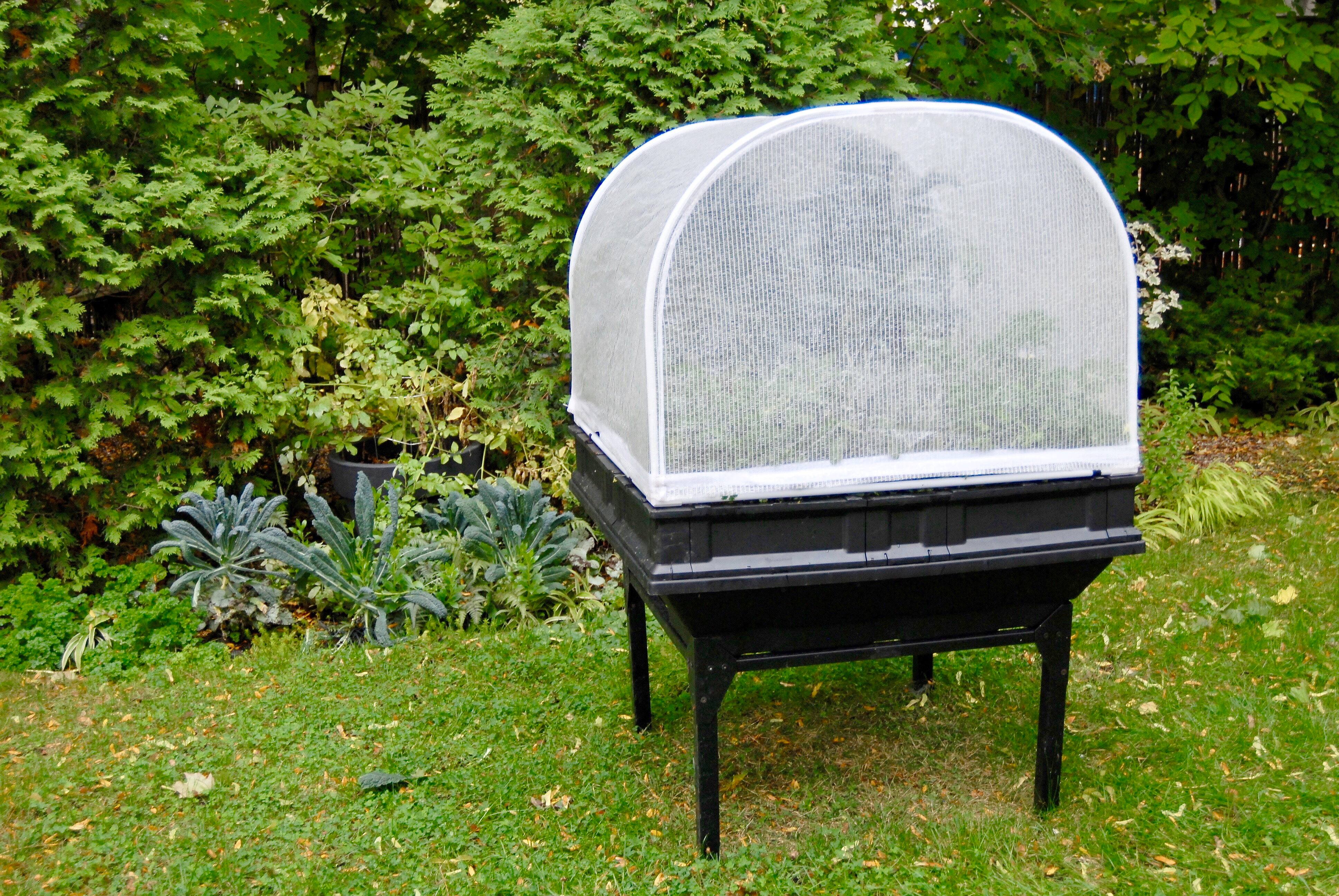 Vous pouvez récolter vos tomates même si elles sont encore vertes! | JDM