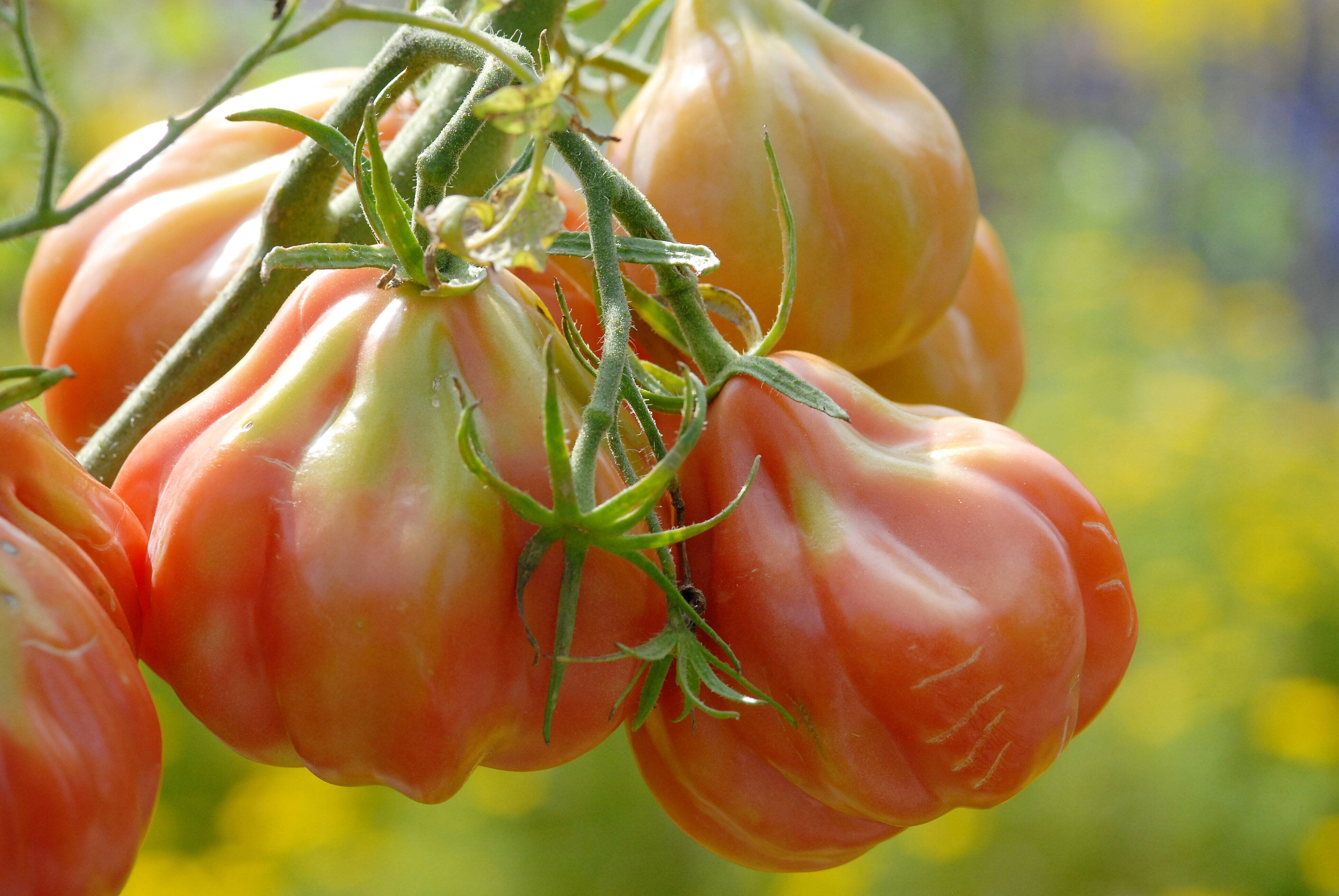 Vous pouvez récolter vos tomates même si elles sont encore vertes! | JDQ