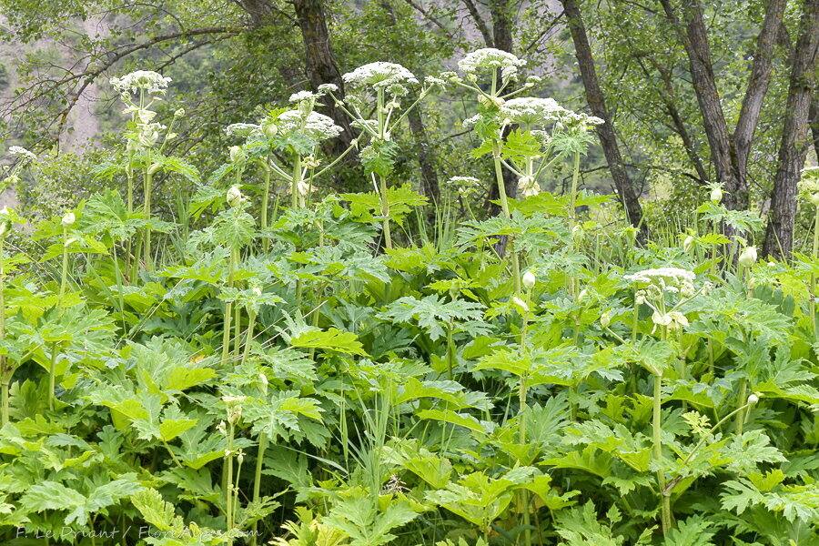 Plante envahissante causant des brûlures: faut-il s’inquiéter de la ...