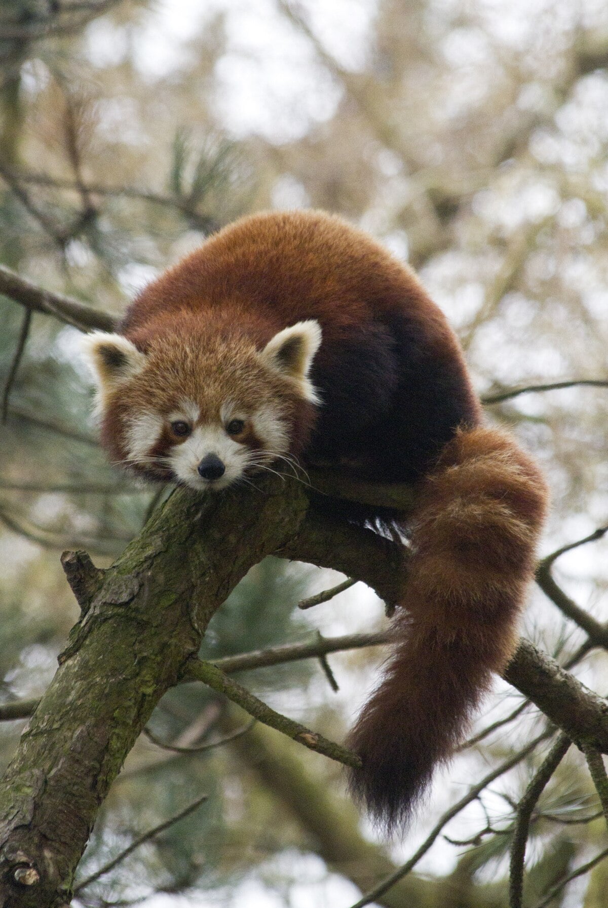 16 photos de pandas roux qui vous feront découvrir votre nouvel animal ...