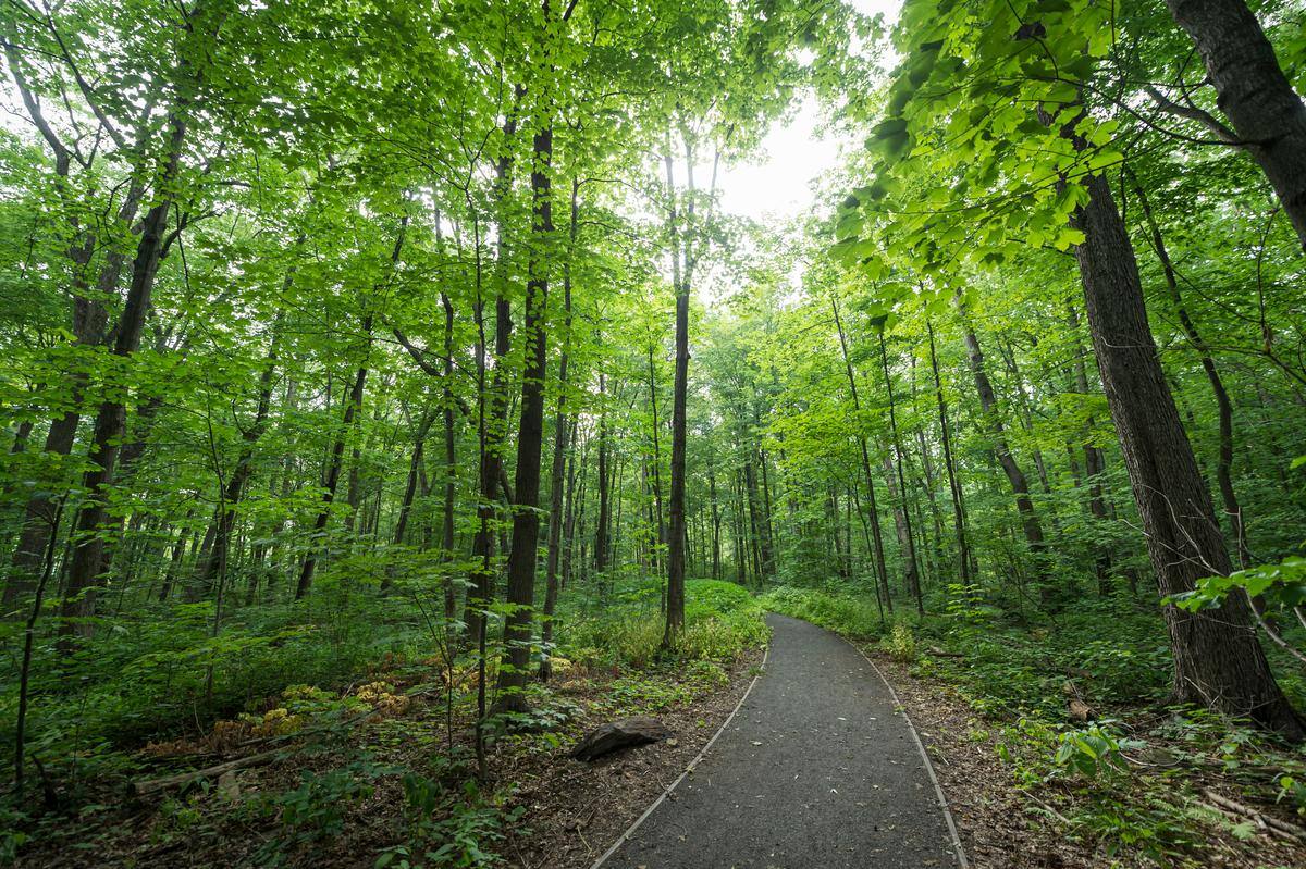 Trois idées de promenades en nature à Montréal (ailleurs qu'au parc du ...