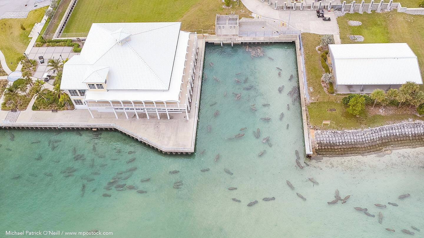 Voici les meilleurs endroits pour observer et nager avec les lamantins ...