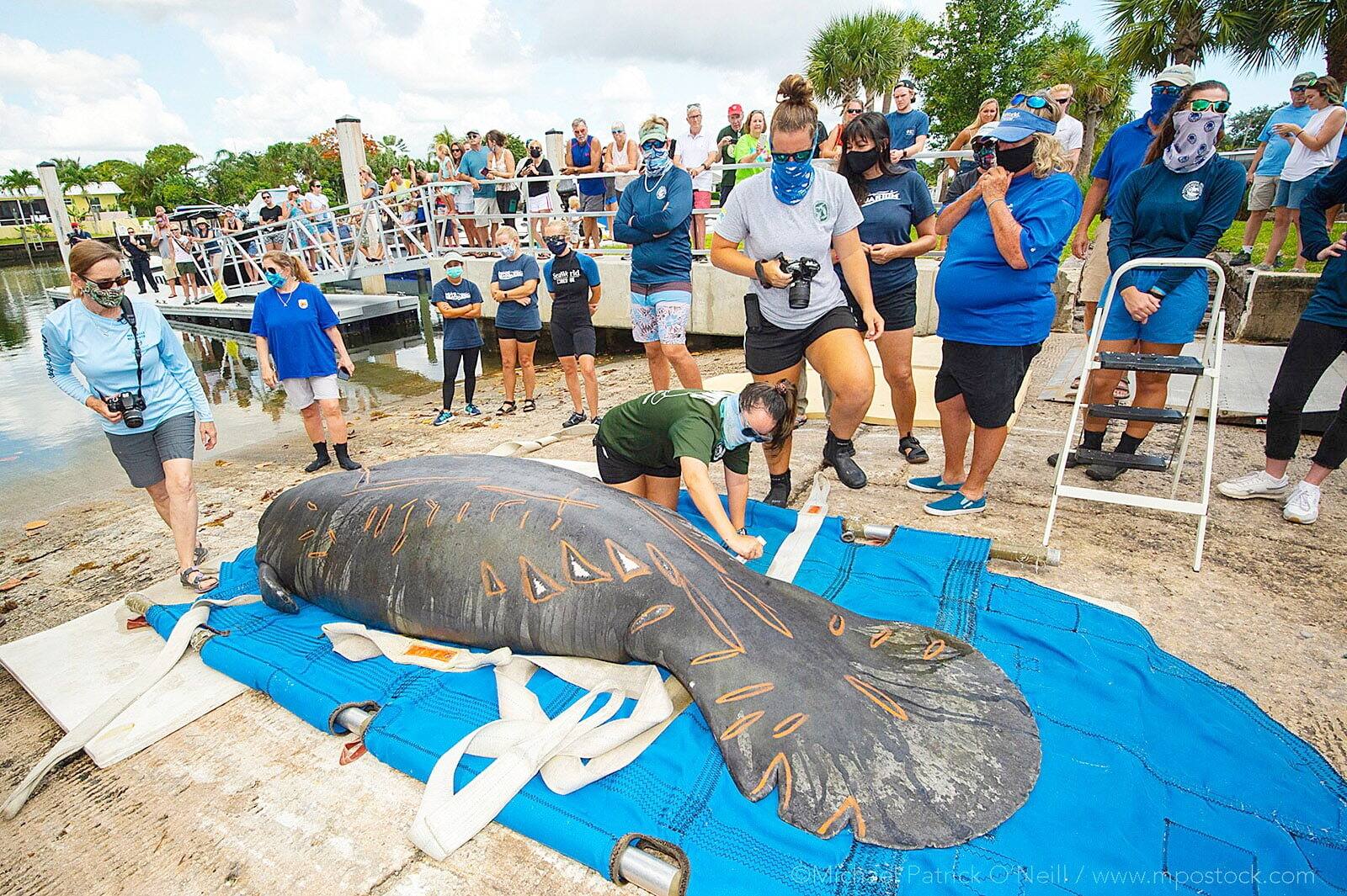 Voici les meilleurs endroits pour observer et nager avec les lamantins ...