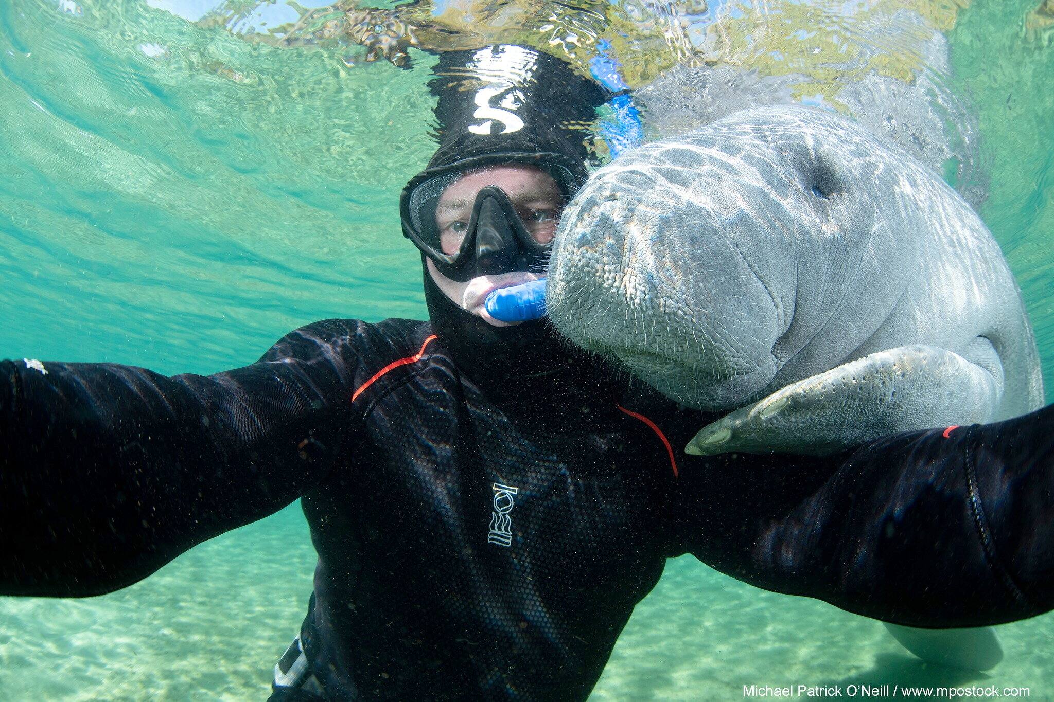 Voici les meilleurs endroits pour observer et nager avec les lamantins ...