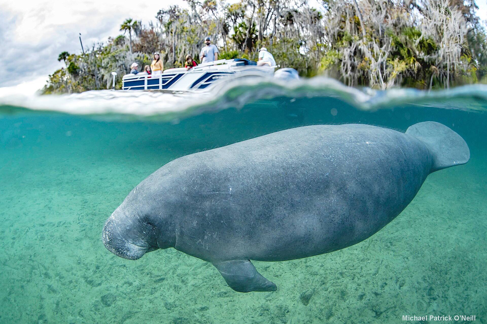Voici les meilleurs endroits pour observer et nager avec les lamantins ...