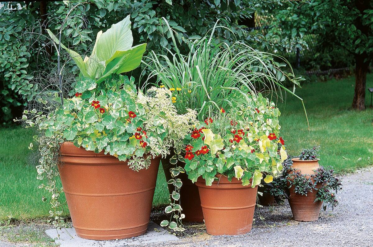 Cultivez Des Légumes Et Des Fines Herbes Sur Votre Balcon Jdm