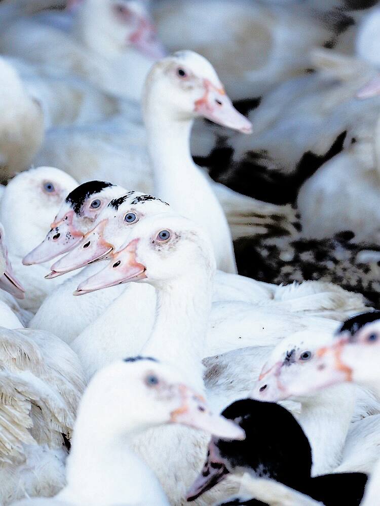 Du canard frais à votre porte | Le Journal de Montréal