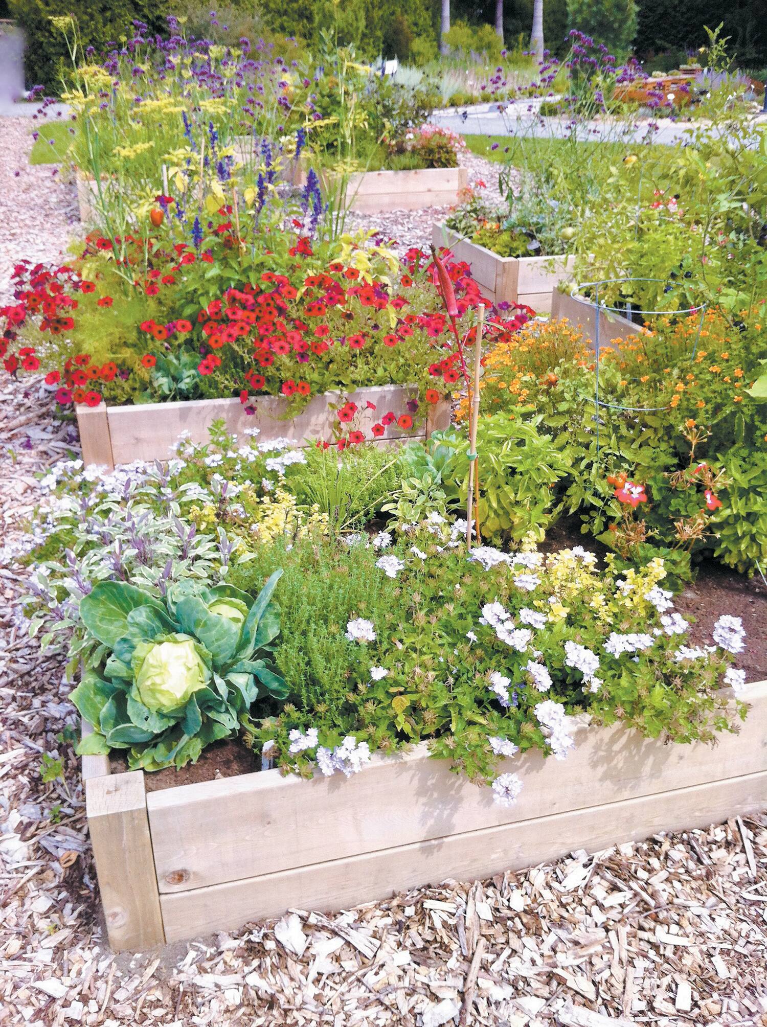 Votre potager urbain dans un bac | Le Journal de Montréal