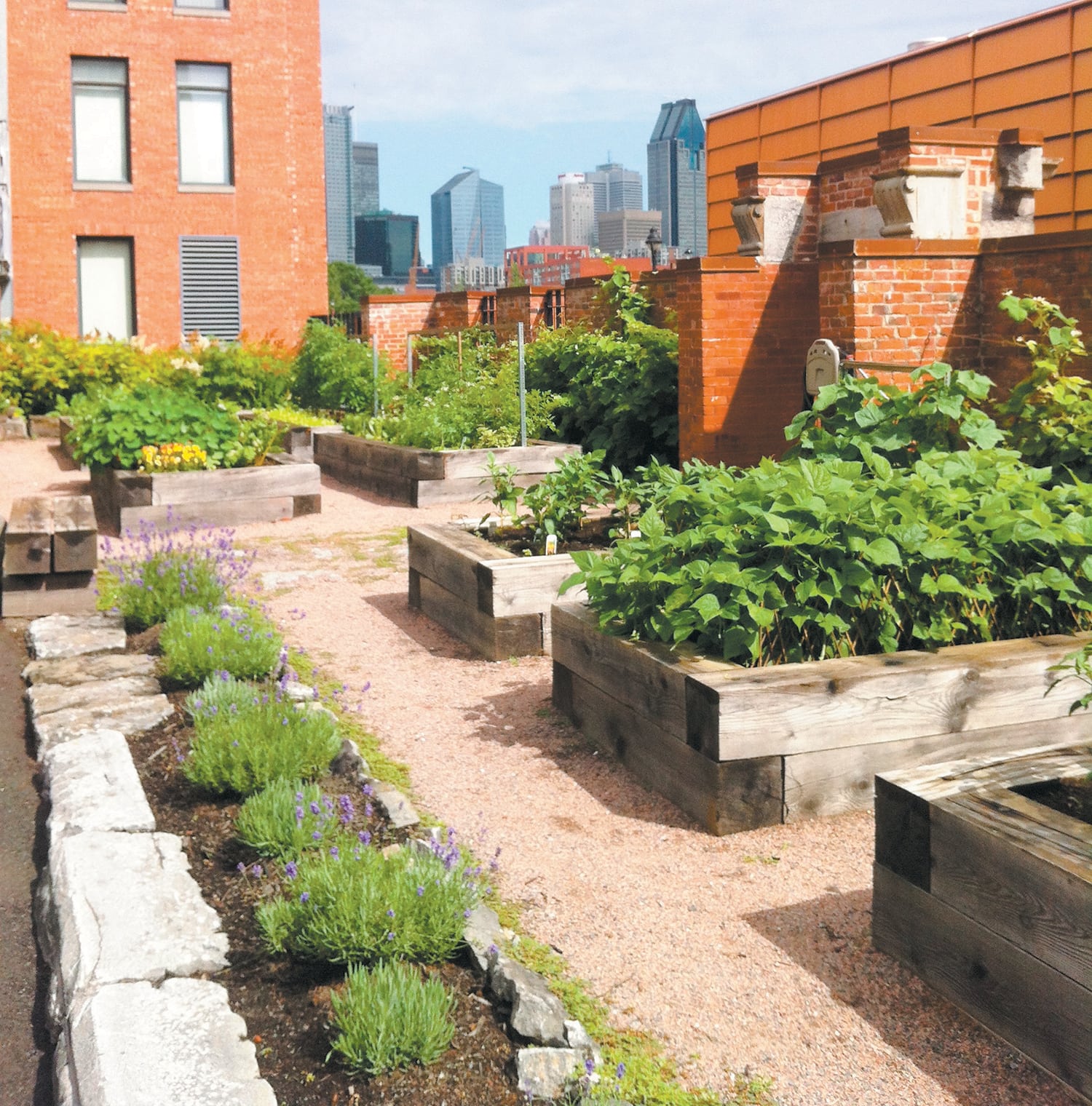 Votre potager urbain dans un bac | Le Journal de Montréal
