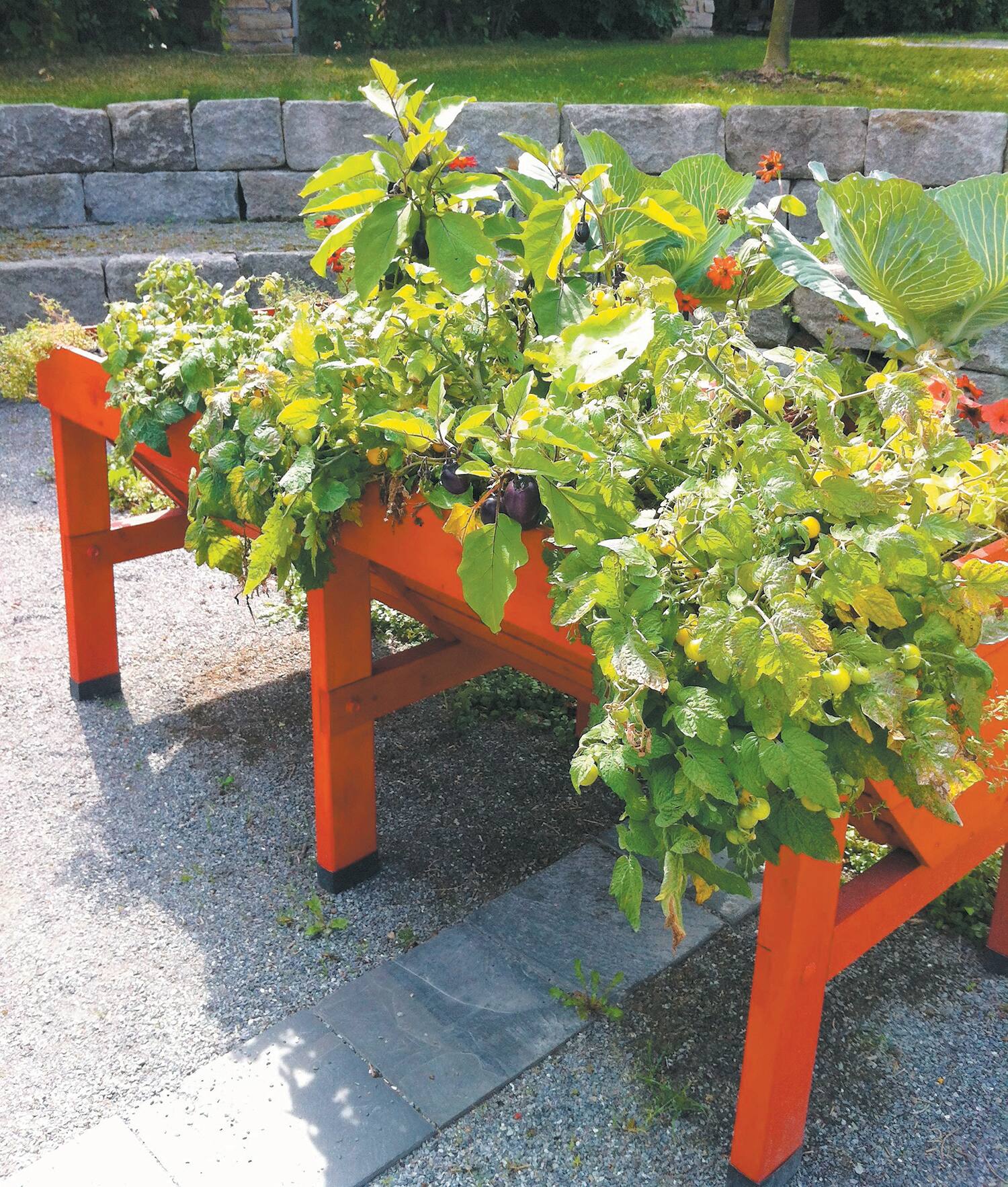 Votre potager urbain dans un bac | Le Journal de Montréal