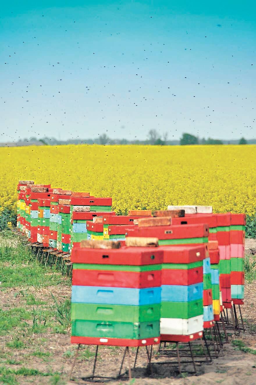 Attirez les insectes pollinisateurs dans votre jardin | JDQ