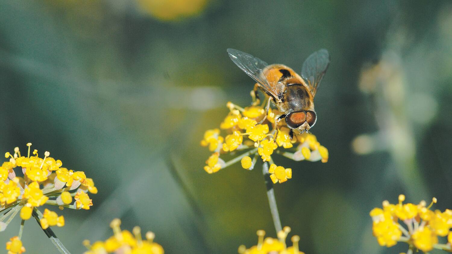 Attirez les insectes pollinisateurs dans votre jardin | JDM