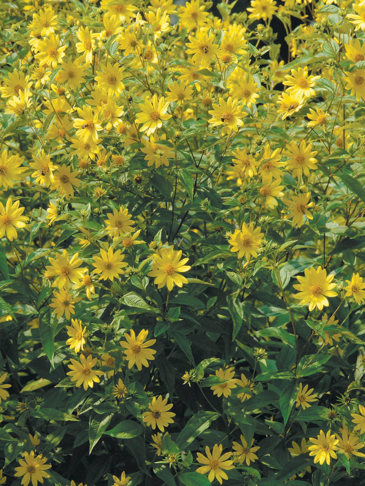 Attirez les insectes pollinisateurs dans votre jardin | JDM