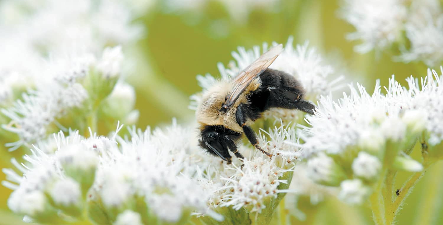 Attirez les insectes pollinisateurs dans votre jardin | JDM