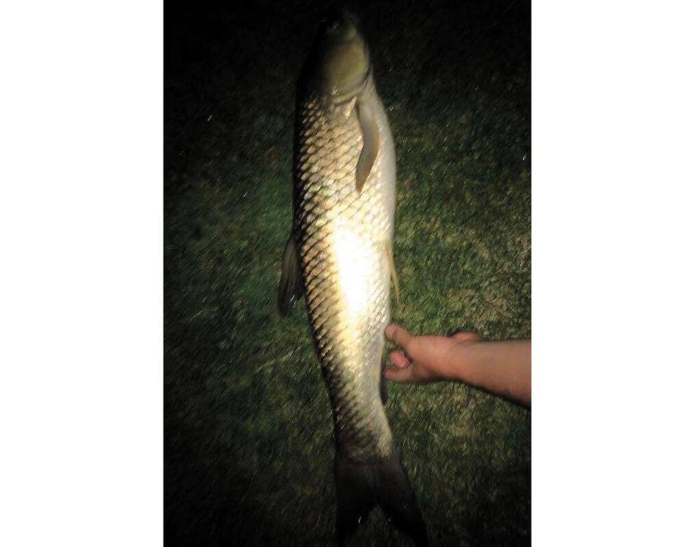 Une carpe asiatique a été pêchée à Chambly | JDM