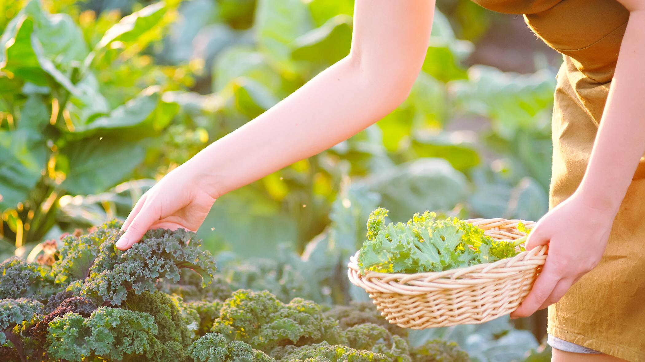 La récolte des légumes | Le Journal de Montréal