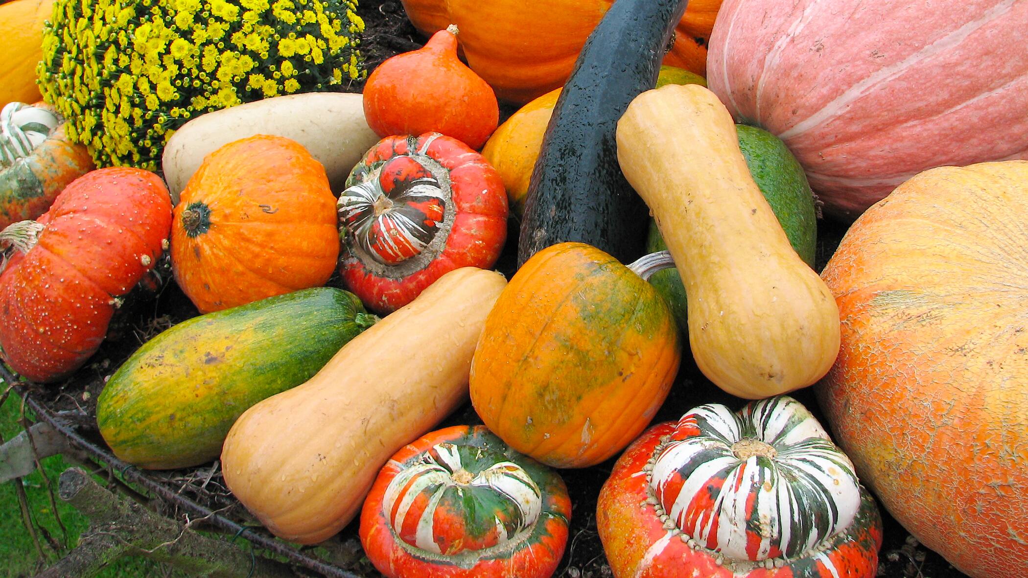 Voici quoi faire en cuisine avec ces 7 variétés de courge | JDQ