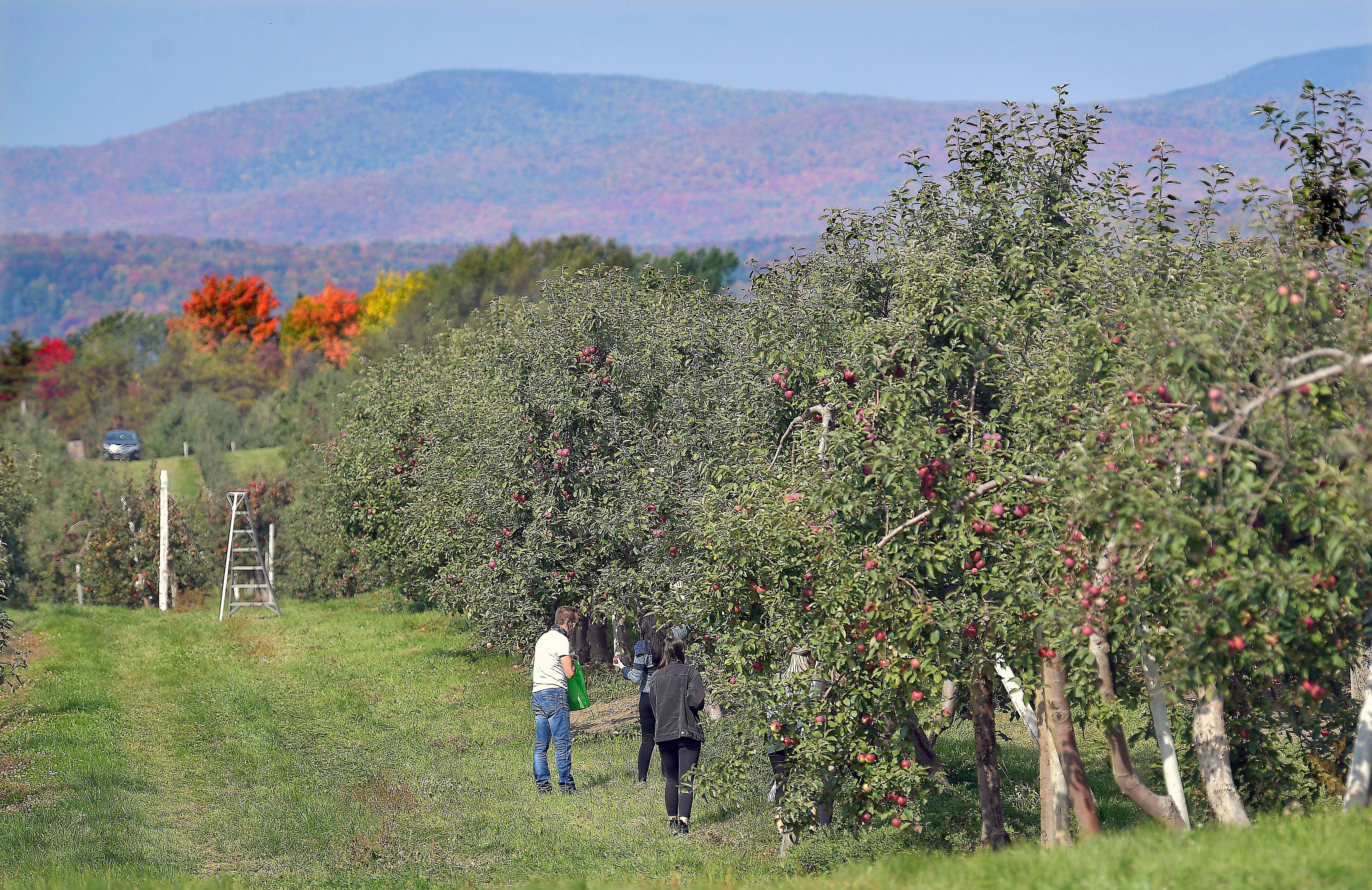 Autocueillette de pommes: 87 vergers pour les récolter au Québec | JDM