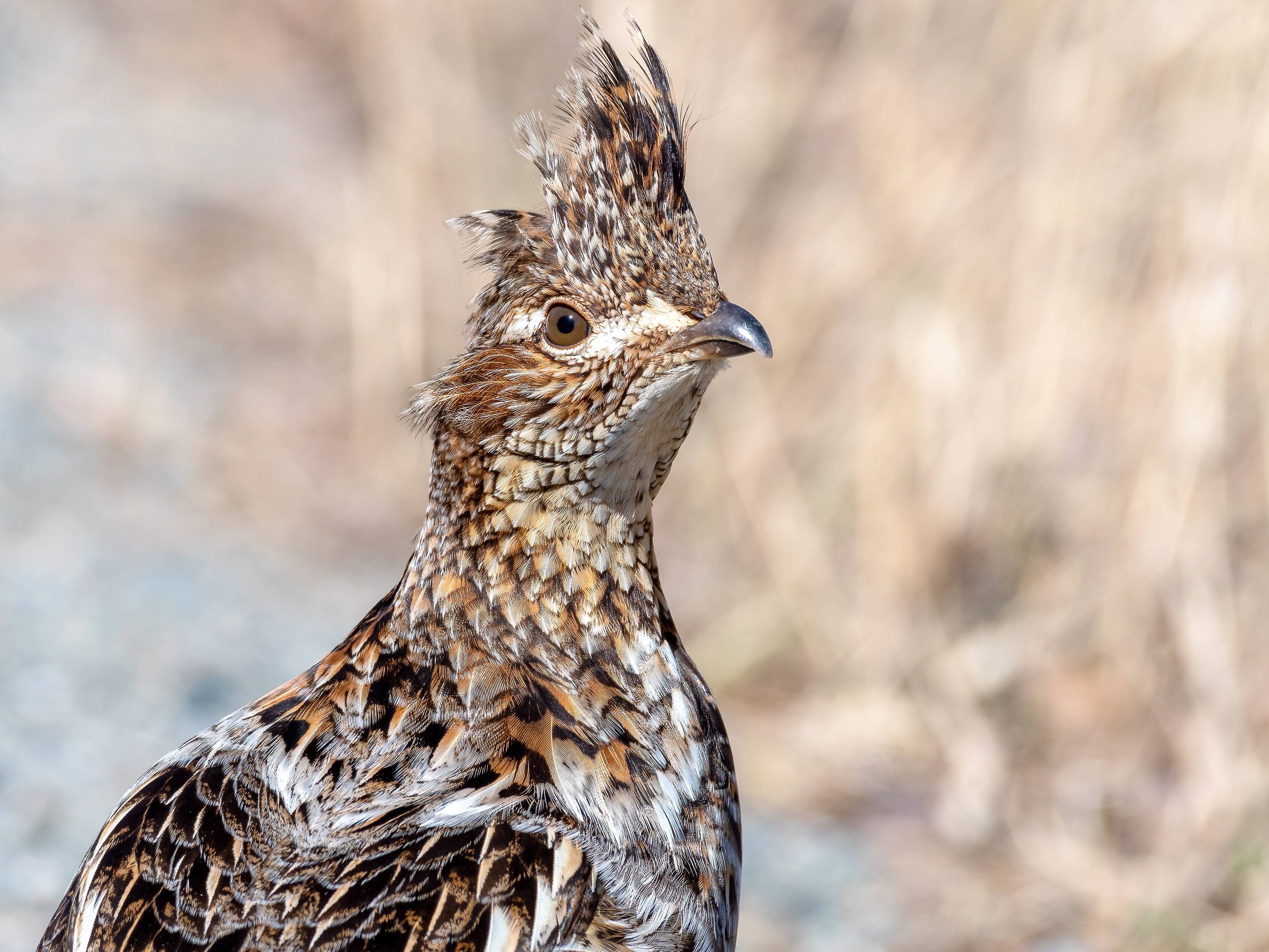 Qui suis-je? | Le Journal de Québec