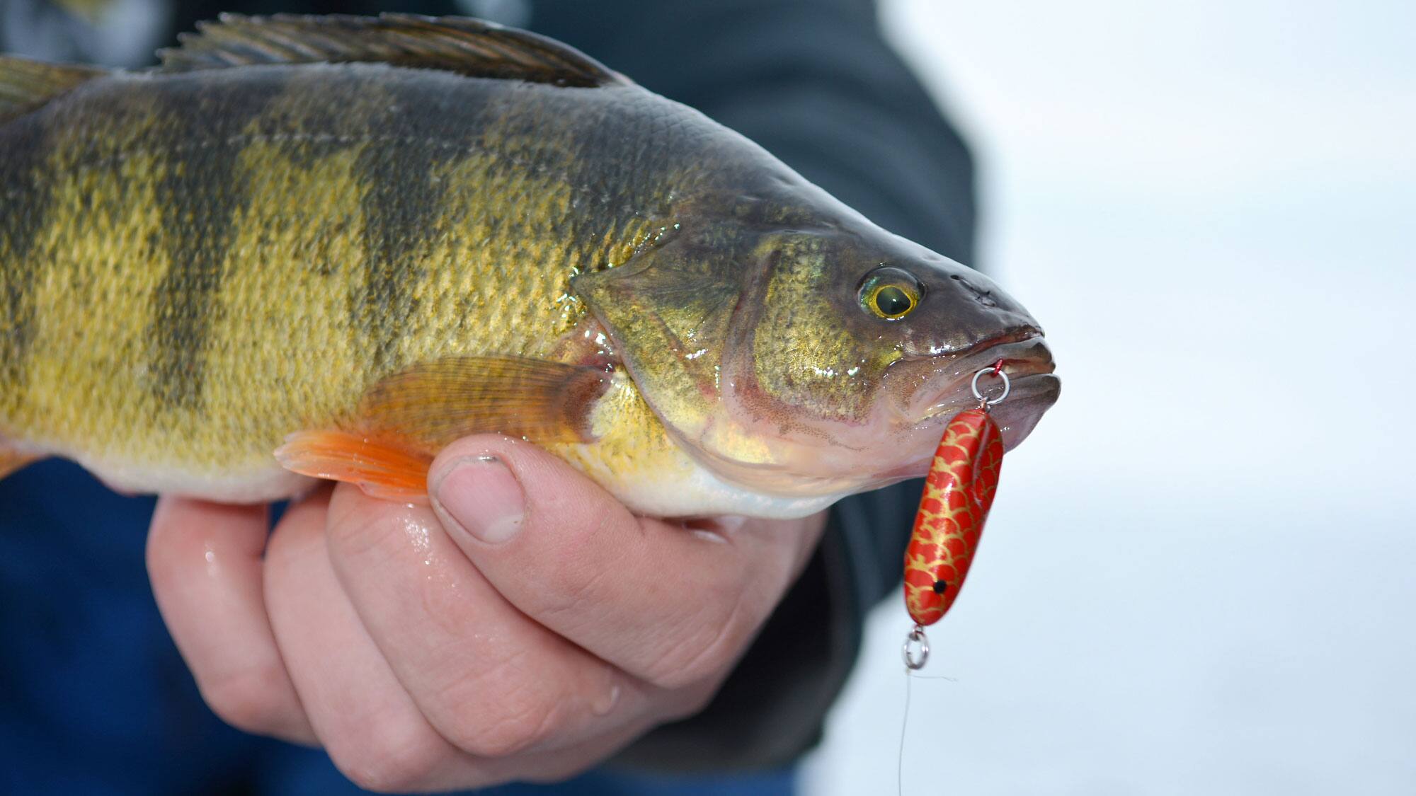 Assortiment performant pour la perchaude | JDM