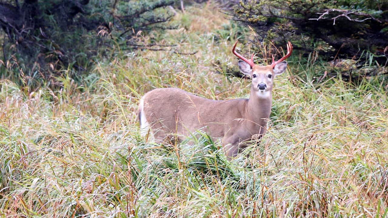 Plus de cerfs de Virginie abattus par des chasseurs cette année | JDM