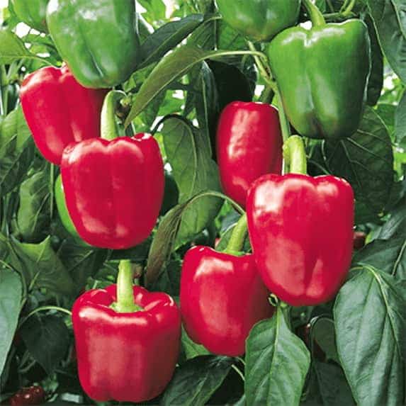 C’est le temps de faire vos semis de poivrons! | JDM