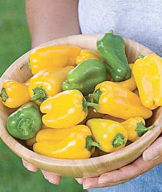 C’est le temps de faire vos semis de poivrons! | JDM