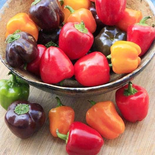 C’est le temps de faire vos semis de poivrons! | JDM