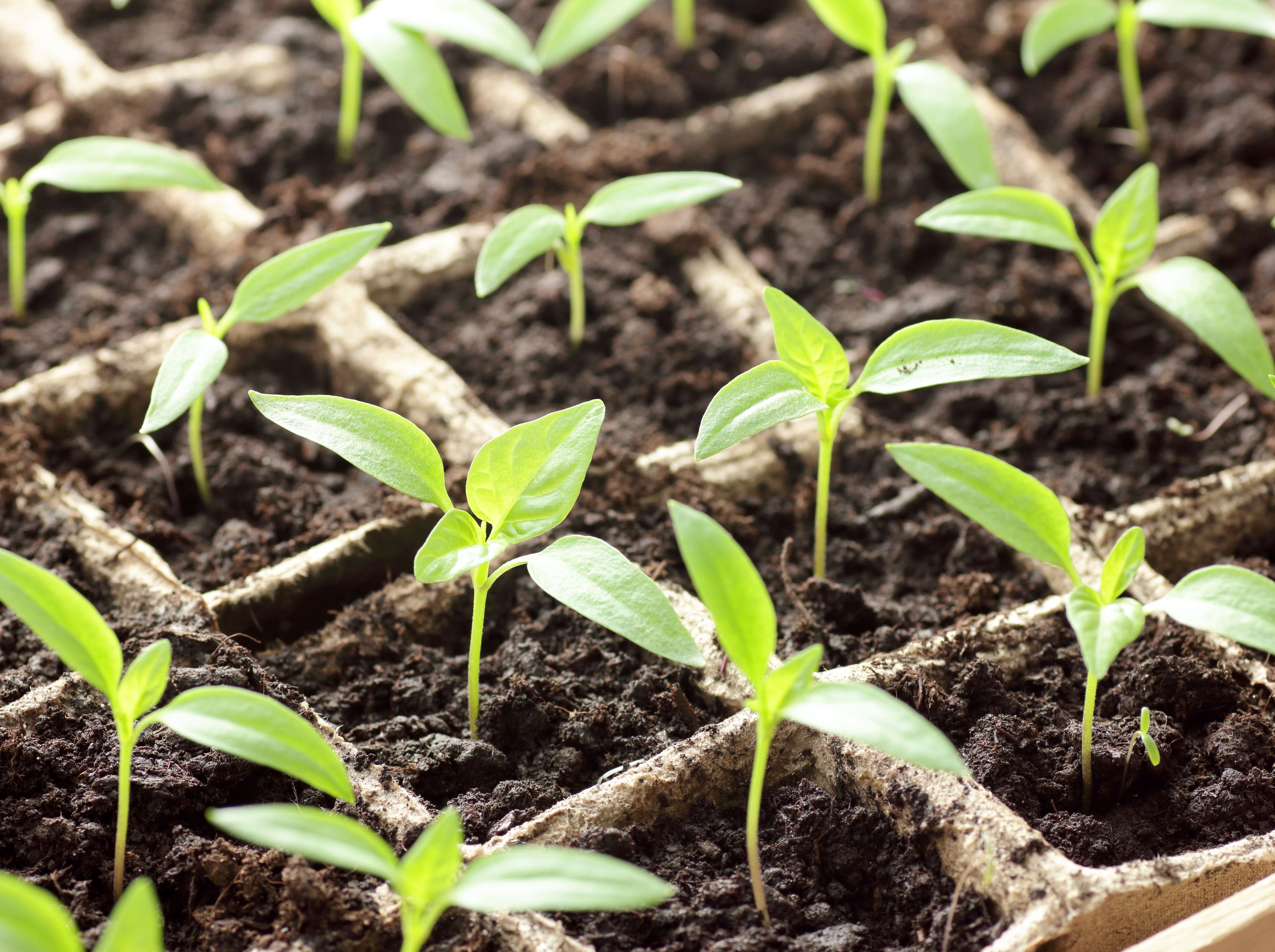 C’est le temps de faire vos semis de poivrons! | JDM