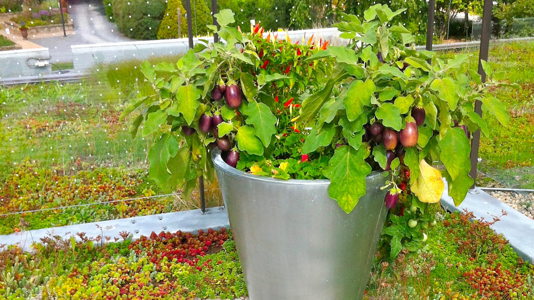 Mini aubergines: grosse récolte! | Le Journal de Montréal