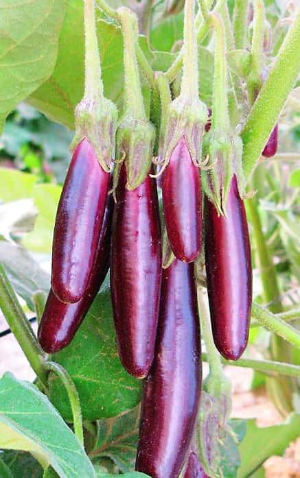 Mini aubergines: grosse récolte! | Le Journal de Montréal