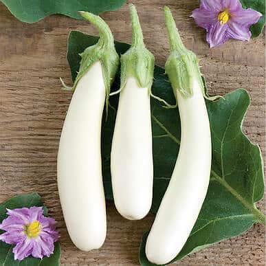 Mini aubergines: grosse récolte! | Le Journal de Québec