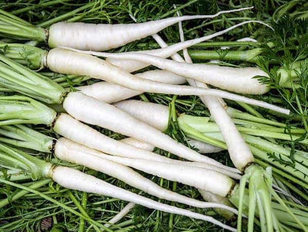 Des carottes de toutes les couleurs! | JDM