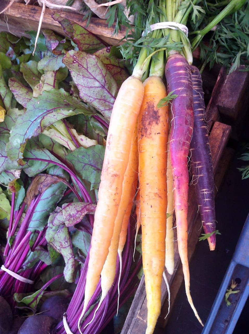 Des carottes de toutes les couleurs! | JDQ