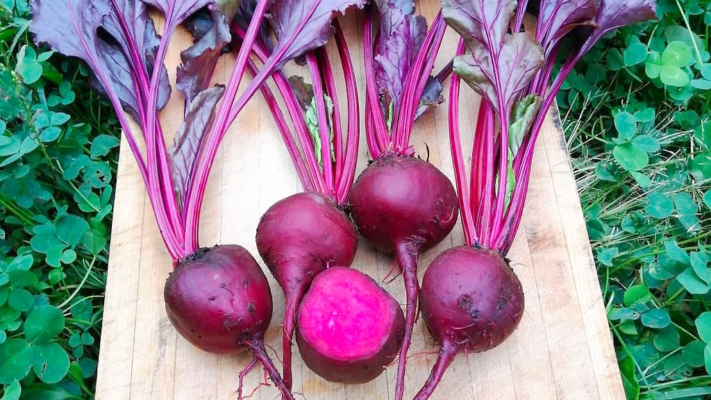 La betterave! | Le Journal de Montréal